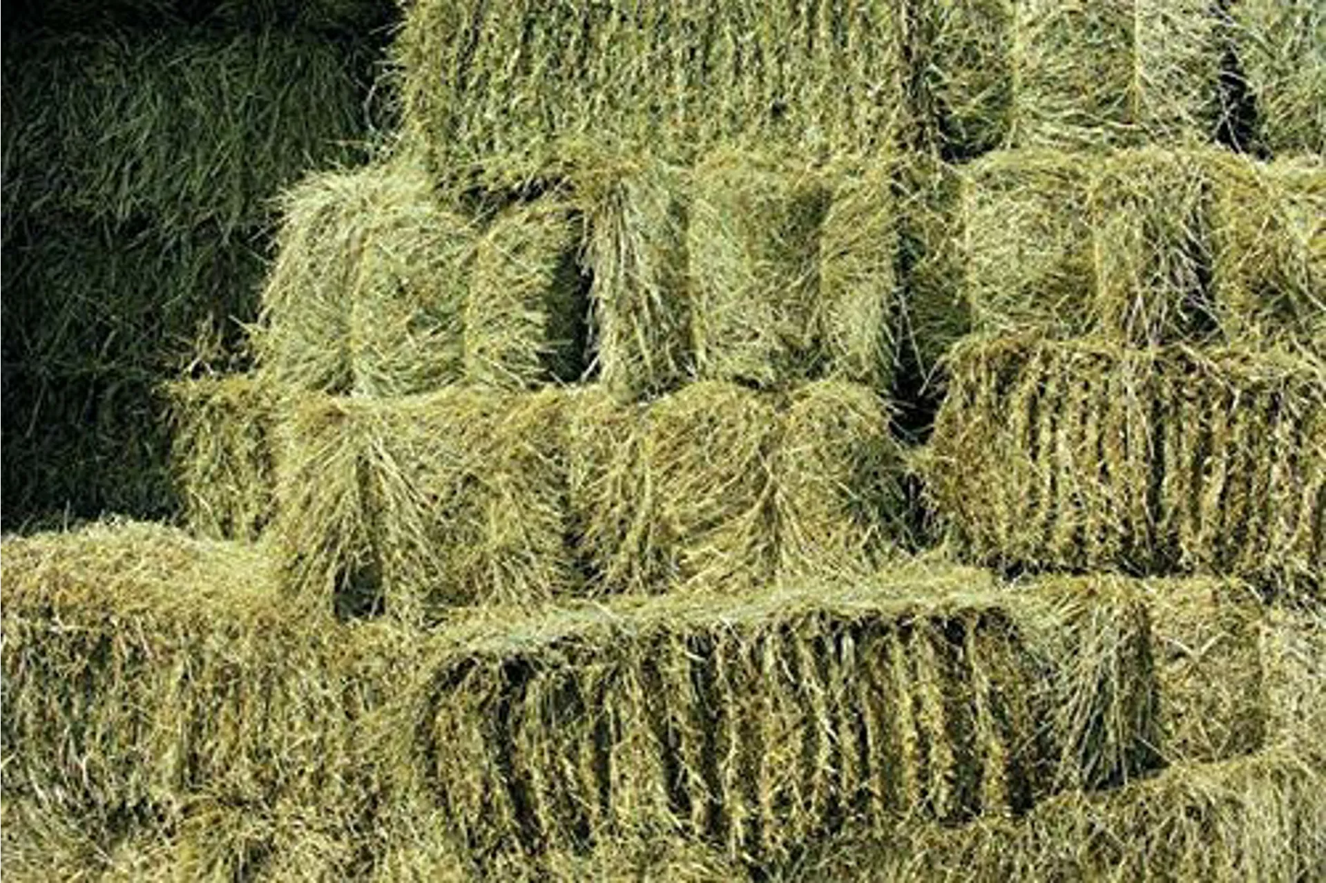 Hay Bales for Horses - Hay Bale Box - Shorefields Supplies